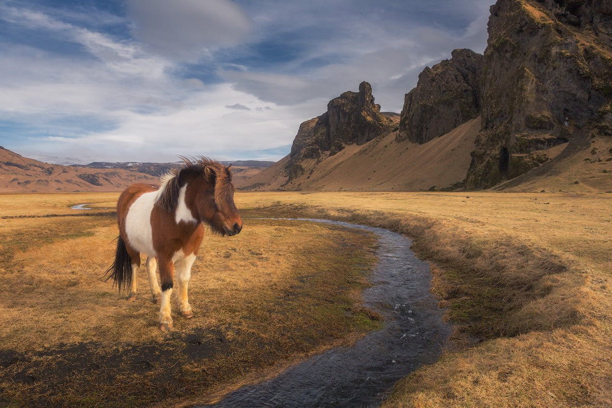 Wild Steed's Path – iurie | fine art
